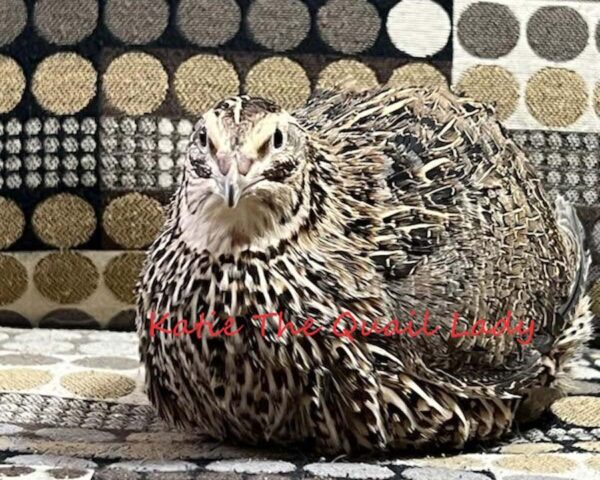 30 Jumbo Coturnix Quail Hatching Egg Assortment