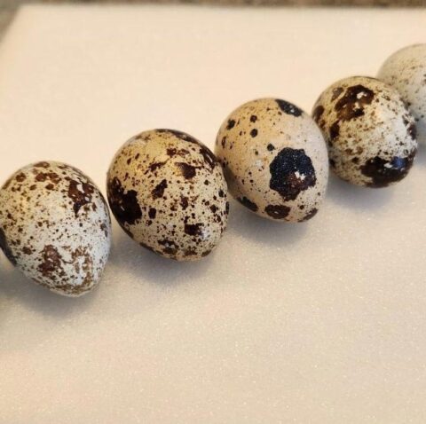 30 Jumbo Coturnix Quail Hatching Egg Assortment