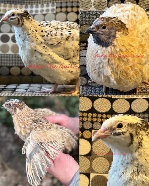 30 Jumbo Coturnix Quail Hatching Egg Assortment