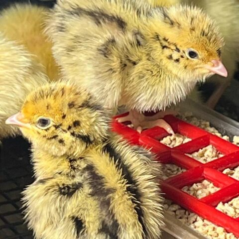 Katie The Quail Lady Coturnix Quail Hatching Eggs |Michigan |USA