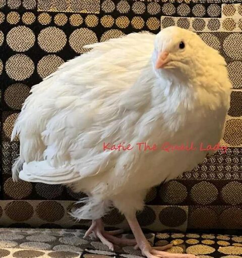 30 Jumbo XXL Giant White Coturnix Quail Hatching Eggs |Michigan