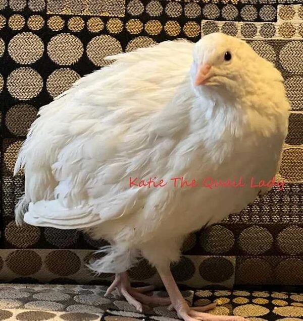30 Jumbo XXL Giant White Coturnix Quail Hatching Eggs |Michigan