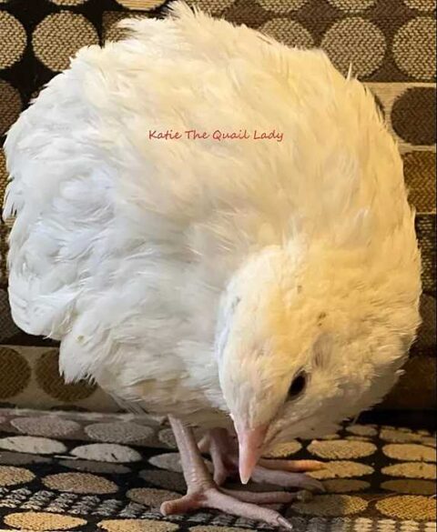 30 Jumbo XXL Giant White Coturnix Quail Hatching Eggs |Michigan