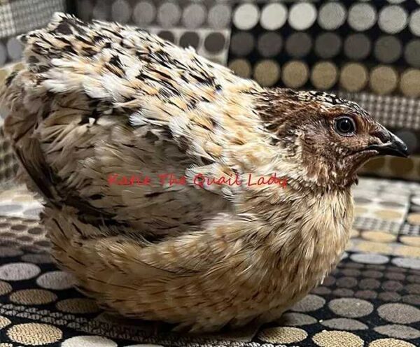 30 Jumbo Coturnix Quail Hatching Egg Assortment
