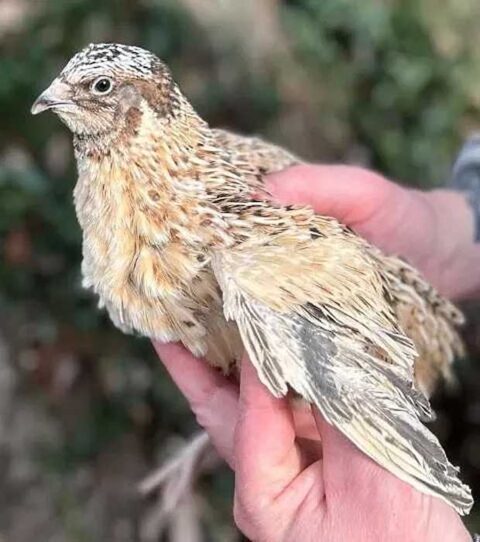 30 Jumbo Coturnix Quail Hatching Egg Assortment