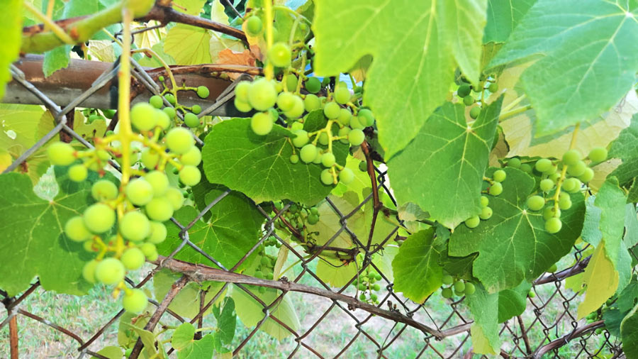 Niagara Grapes | Katie's Coop | Katie The Quail Lady